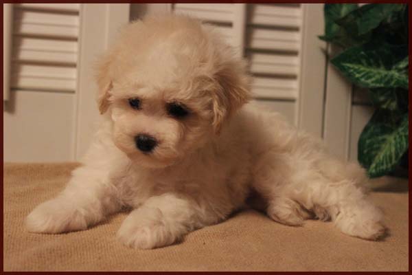 Poochon| Bichon Poodle Puppies for Sale|Nursery #1 | Iowa