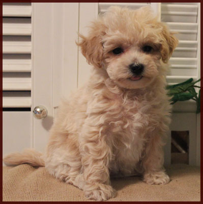 Poochon| Bichon Poodle Puppies for Sale|Nursery #1 | Iowa