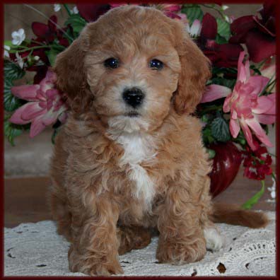 www.rollingmeadowspuppies.com/PoochonPuppyPageCorinAug27.html