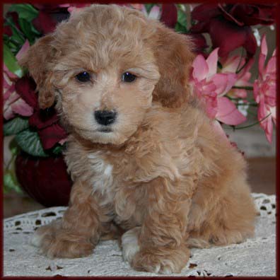 www.rollingmeadowspuppies.com/PoochonPuppyPageCorinAug27.html