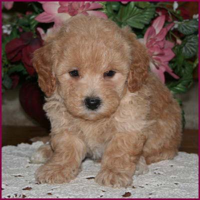 Poochon|Bichpoo|Bichon Poodle Puppies for Sale|Iowa