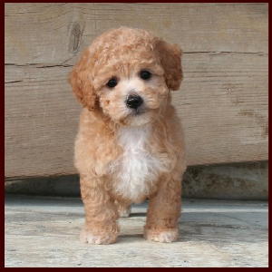 Bichon Poodle|Poochon|Bichpoo Puppies for Sale|Iowa