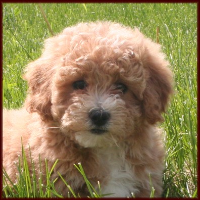 Bichon Poodle Puppies for Sale| Dog Breeders|Mixed Breed Puppy|Iowa