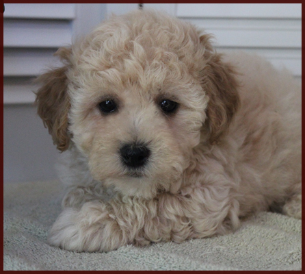 Poochon| Bichon Poodle Puppies for Sale|Nursery #1 | Iowa