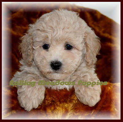 Poochon|Bichpoo|Bichon Poodle Puppies for Sale|Iowa