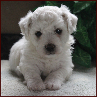 Bichon Frise Puppies for sale - Rolling Meadows Puppies has beautiful ...
