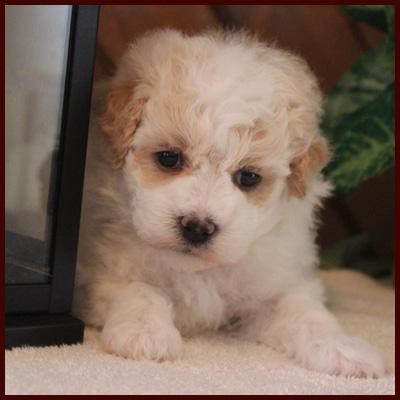 Poochon| Bichon Poodle Puppies for Sale|Nursery #1 | Iowa