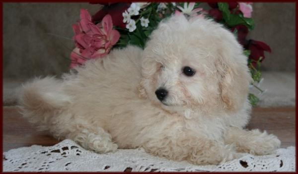 Bich Poo Puppies for sale|Iowa