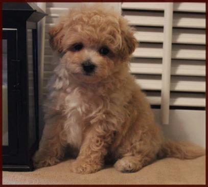 Poochon| Bichon Poodle Puppies for Sale|Nursery #1 | Iowa