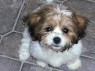 Shichon Puppies for Sale|Daisy Dog|Shihtzu Mixed Breed Puppy|Iowa