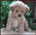 Bich-poo| Poochon| Bichon Poodle Puppies for Sale| Iowa