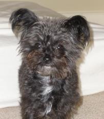 yorkie bichon description|bichon yorkie pictures|yochon description