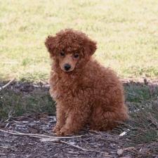 Poochon| Bichon Poodle Puppies for Sale|Nursery #1 | Iowa