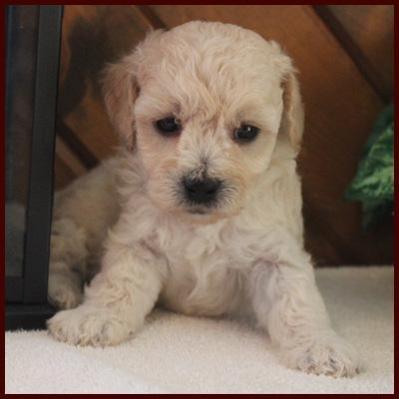 Poochon| Bichon Poodle Puppies for Sale|Nursery #1 | Iowa